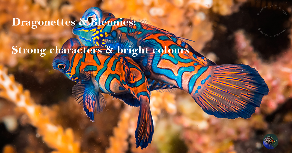 Reef Image-Stories - Blennies & relatives