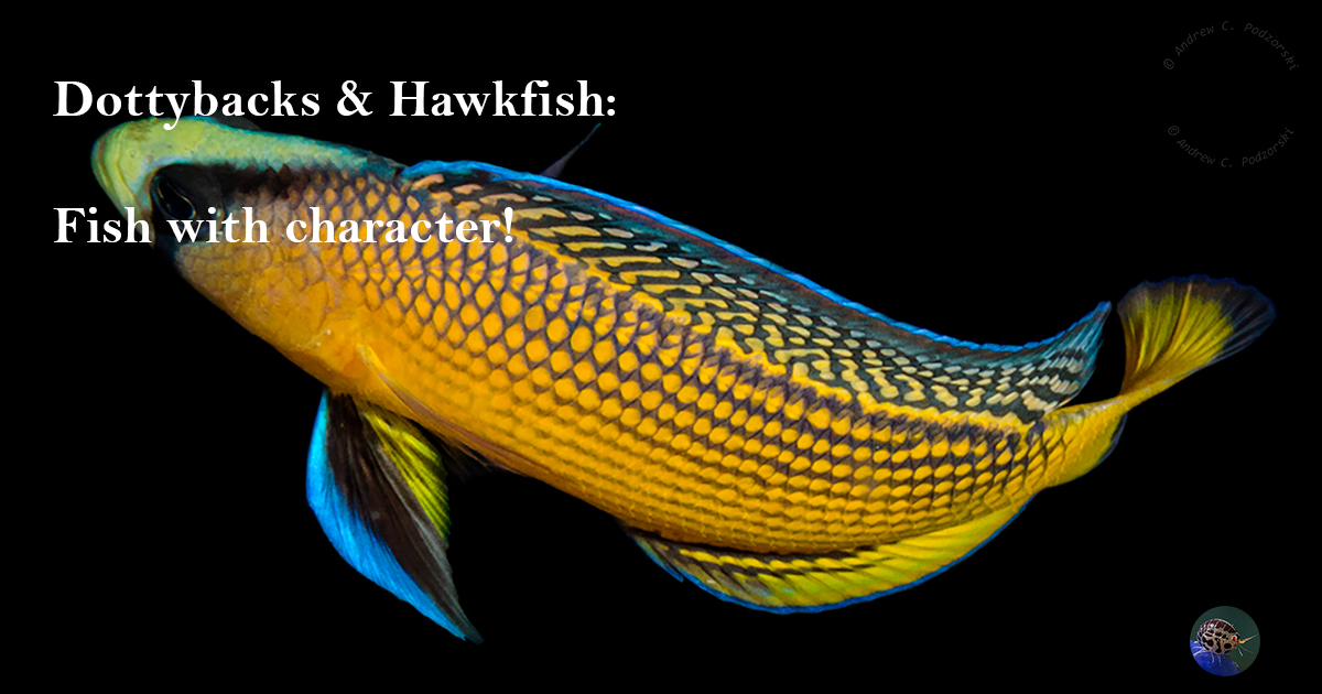 Reef Image-Stories - Dottybacks & Hawkfish