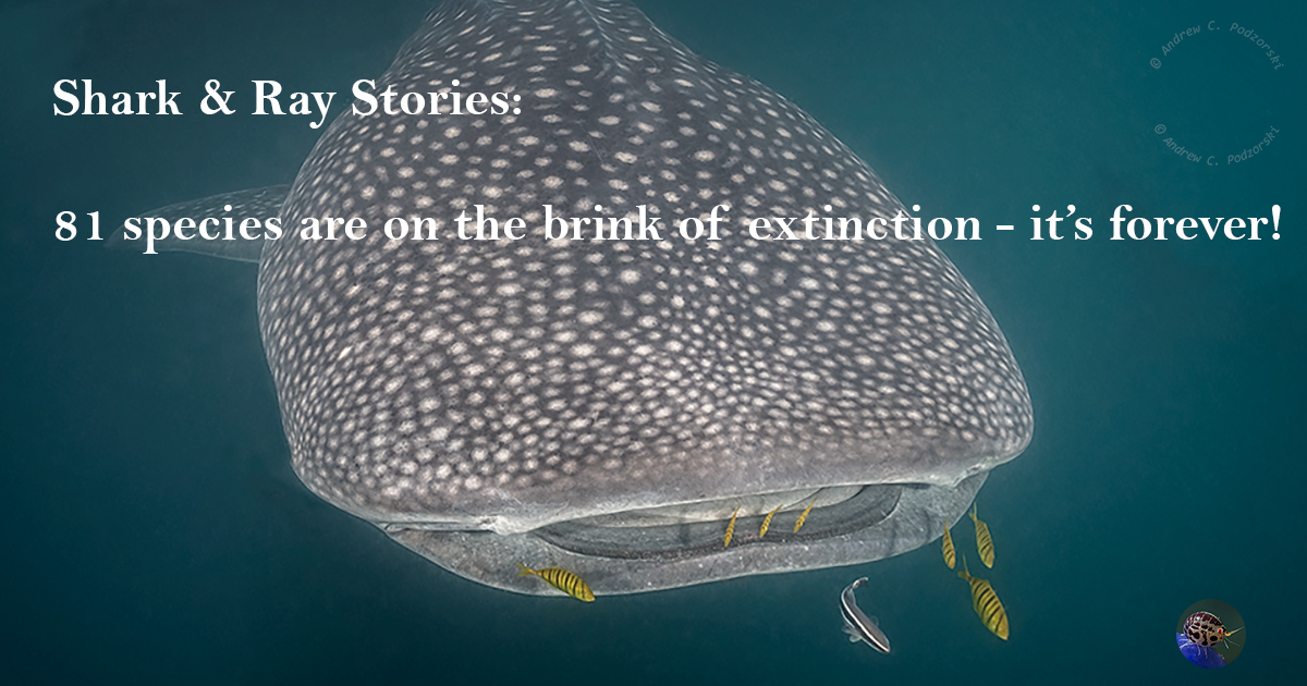 Reef Image-Stories - Sharks & Rays