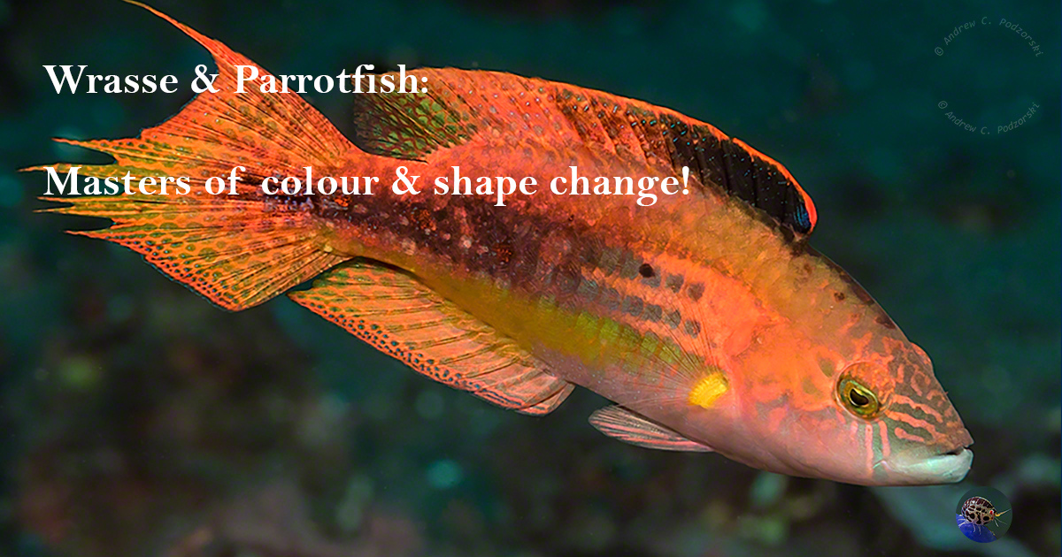 Reef Image-Stories - Wrasse & Parrotfish