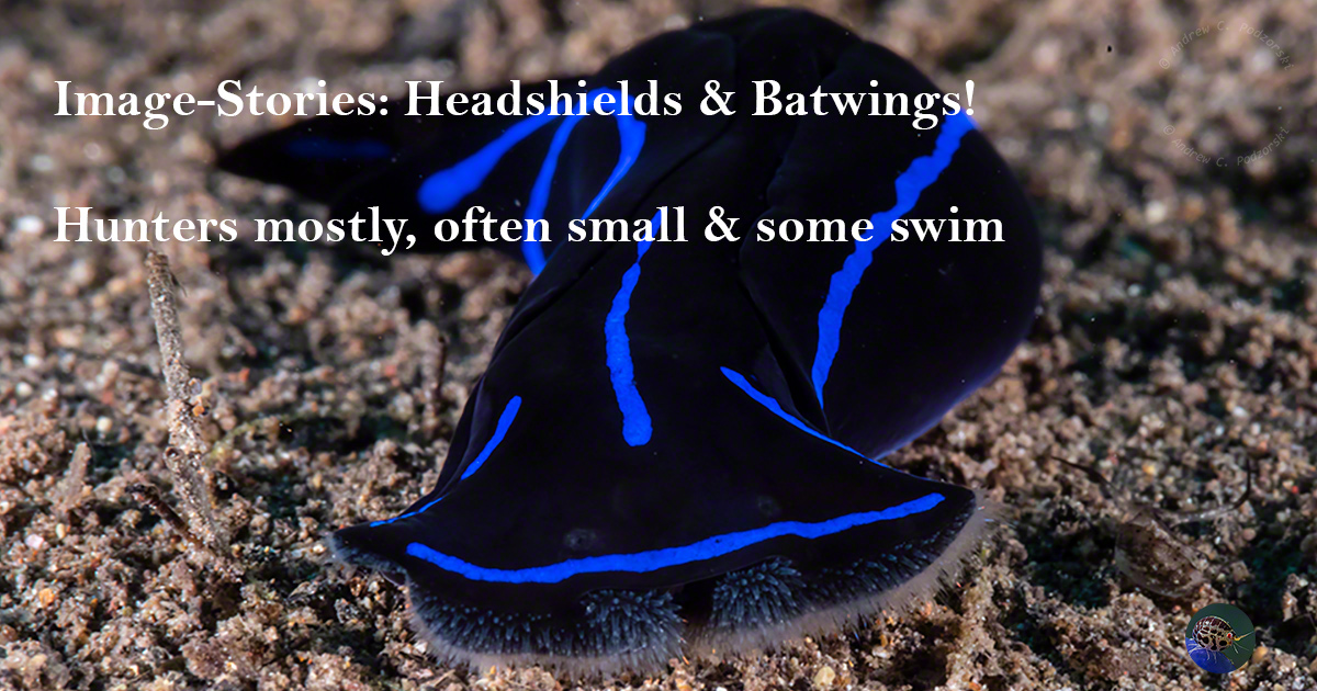 Reef Image-Stories - Headshield Slugs & Batwing Slugs
