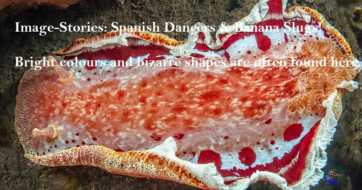 Reef Image-Stories - Spanish Dancers & Banana Slugs