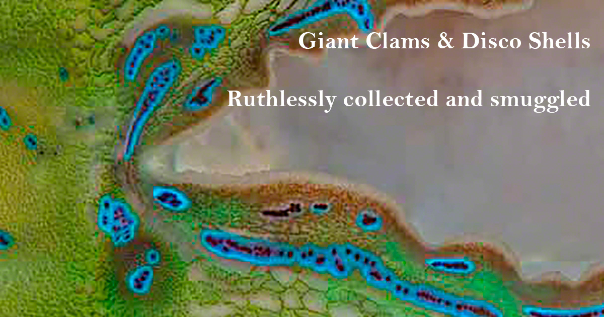 Reef Image-Stories - Giant Clams, Oysters & File Shells