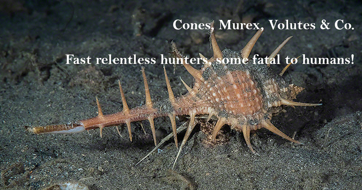Reef Image-Stories - Augers, Cones, Harps, Mitres, Murex, Olives ...