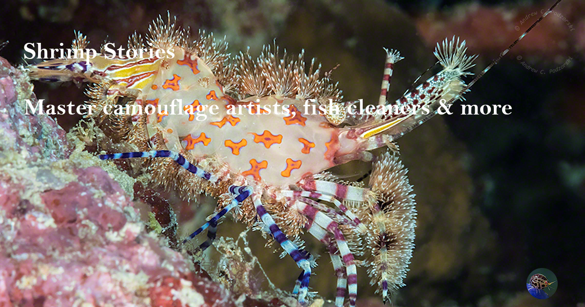 Reef Image-Stories - Broken-Back Shrimps